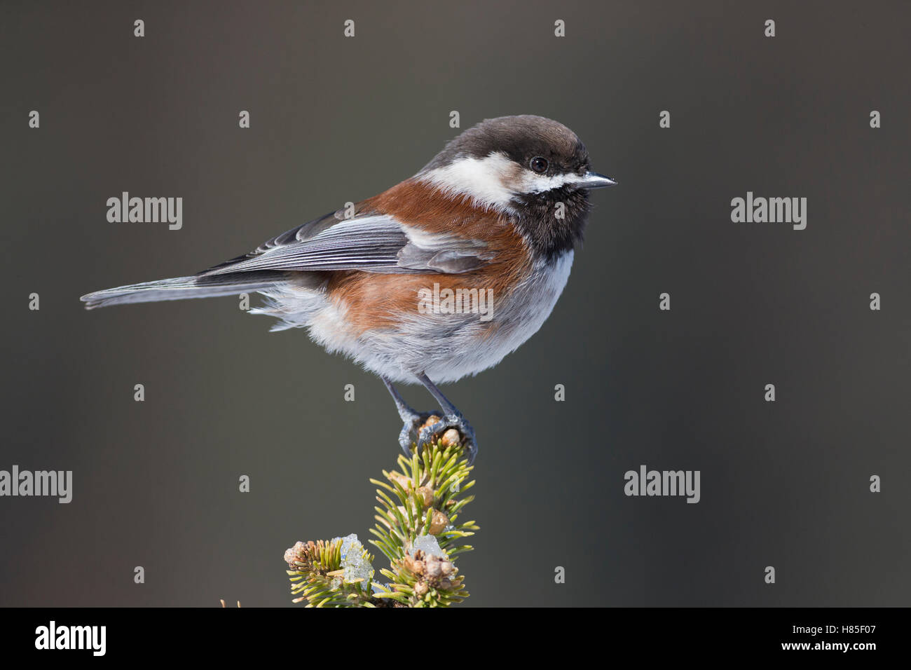 Chestnut-backed Chickadee (Poecile rufescens), North America Stock ...