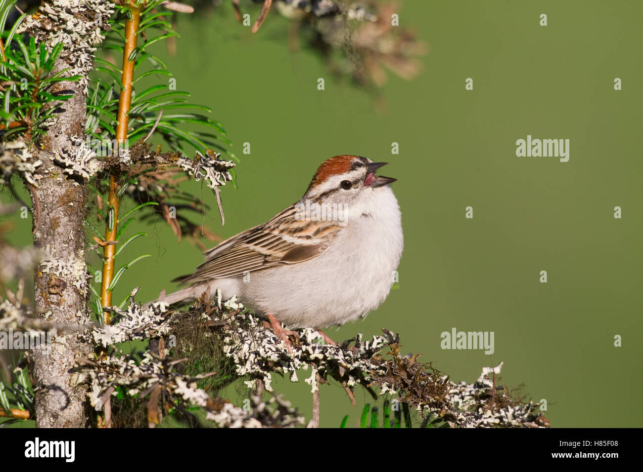 Chipping Sparrow (Spizella passerina) calling, North America Stock ...