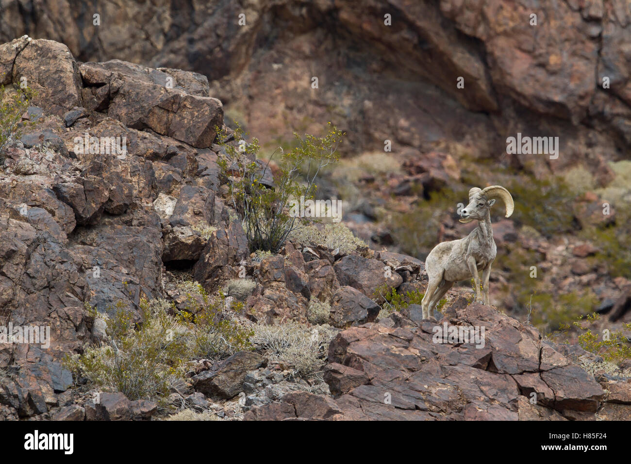 Desert Bighorn Sheep (Ovis canadensis nelsoni) ram on hillside, North ...