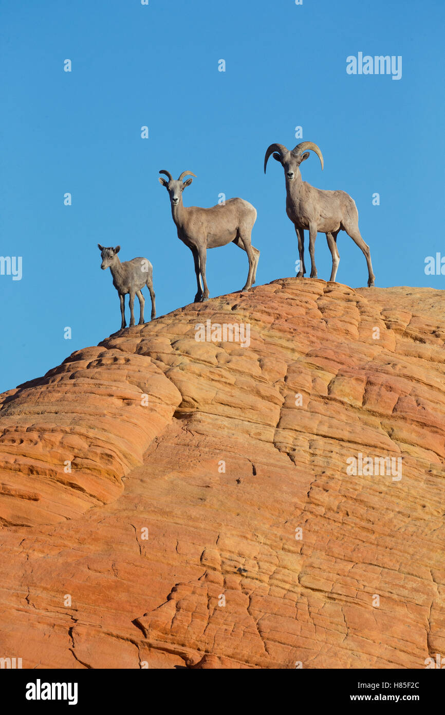 Desert Bighorn Sheep (Ovis canadensis nelsoni) family, North America ...