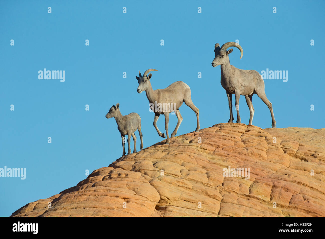 Desert Bighorn Sheep (Ovis canadensis nelsoni) family, North America ...