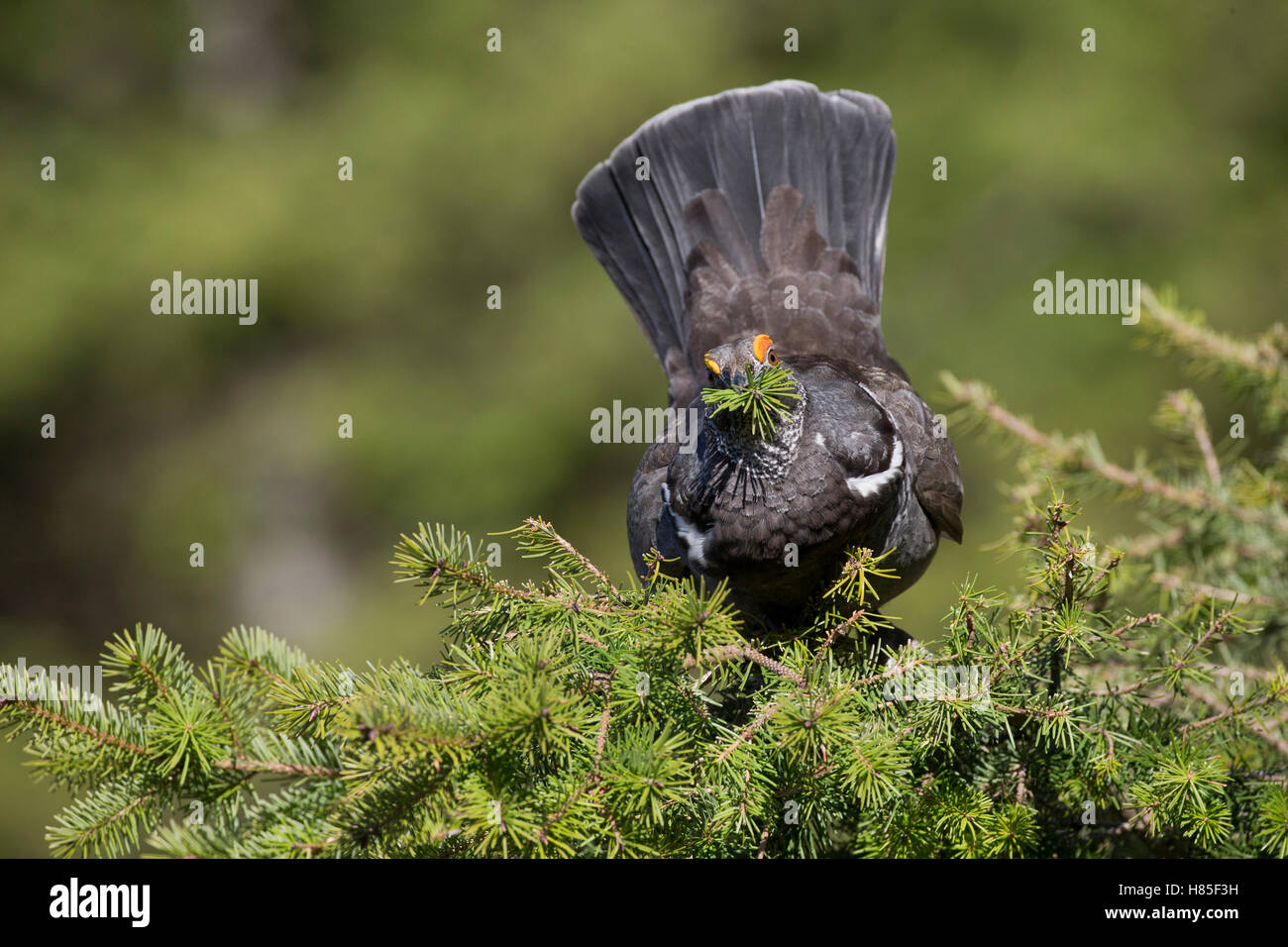 Blue Grouse (Dendragapus obscurus) male feeding on conifer needles ...