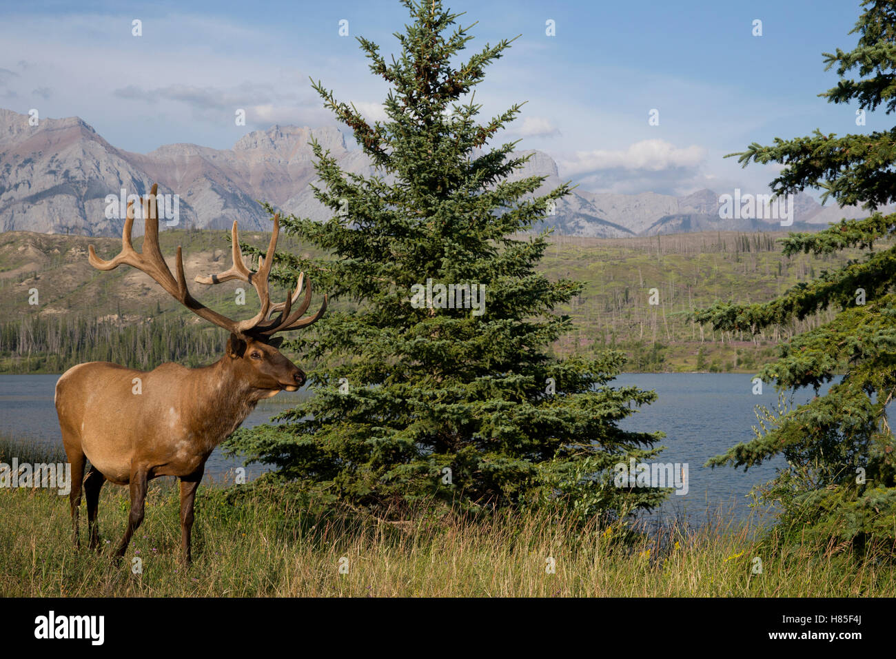 Rocky Mountain Elk (Cervus canadensis nelsoni) bull, North America ...