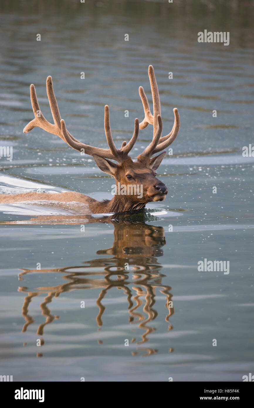 Rocky Mountain Elk (Cervus canadensis nelsoni) bull swimming, North ...
