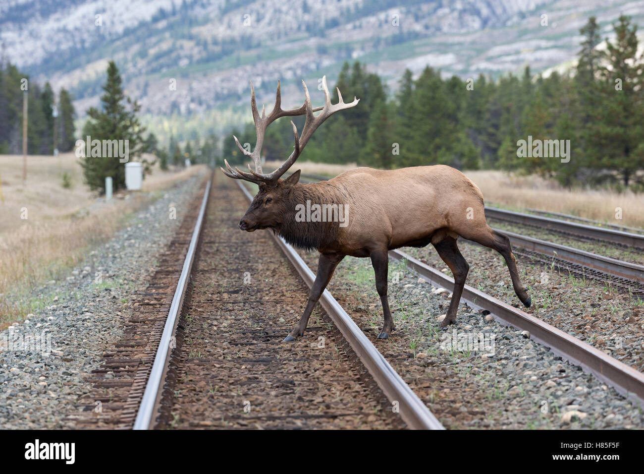Rocky Mountain Elk (Cervus canadensis nelsoni) bull crossing train ...