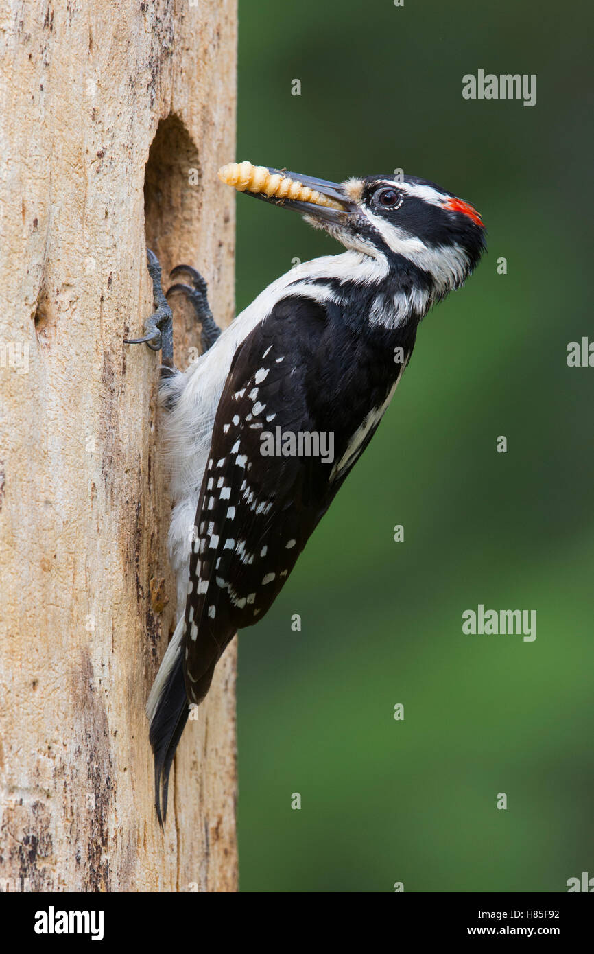 Hairy Woodpecker (Picoides villosus) male with prey at nest cavity ...