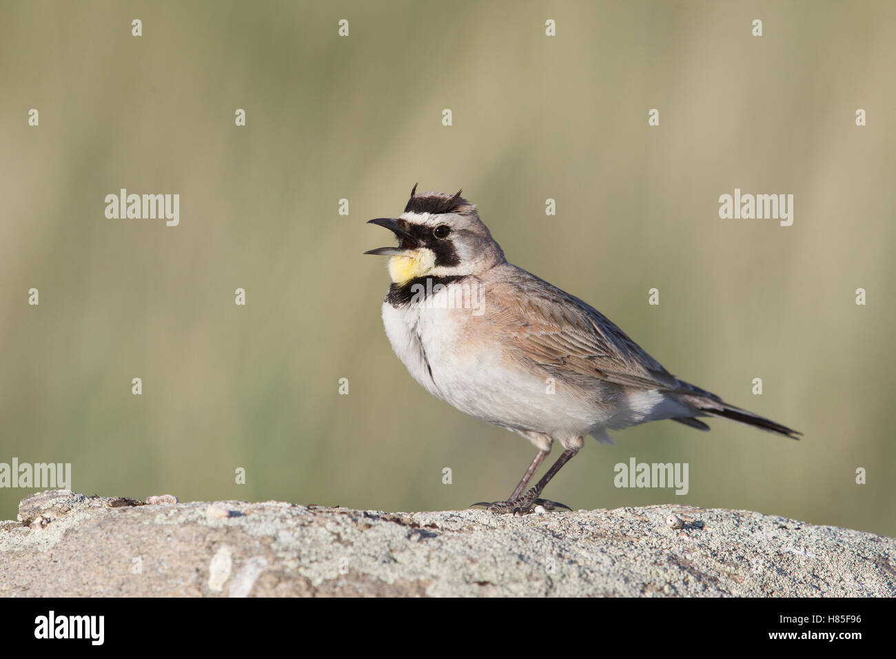 Horned Lark (Eremophila alpestris) male calling, Montana Stock Photo ...