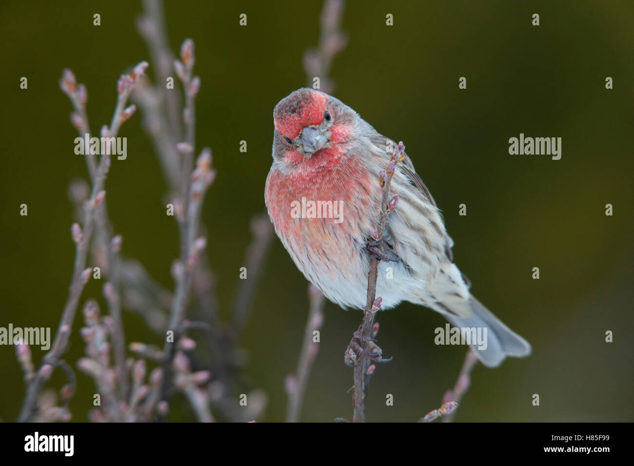 House Finch (Carpodacus mexicanus) male, western Montana Stock Photo ...
