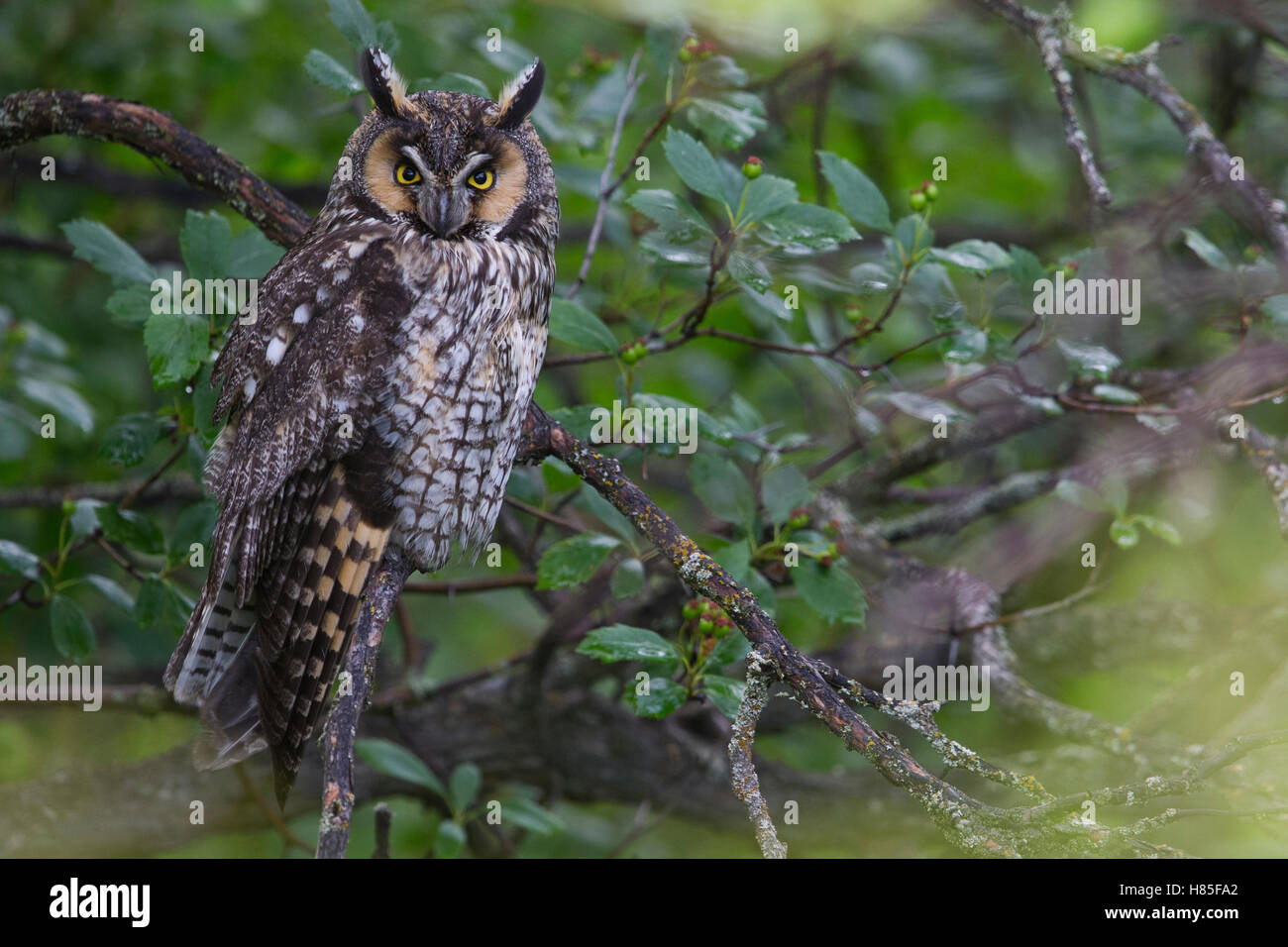 Long-eared Owl (Asio otus), western Montana Stock Photo - Alamy