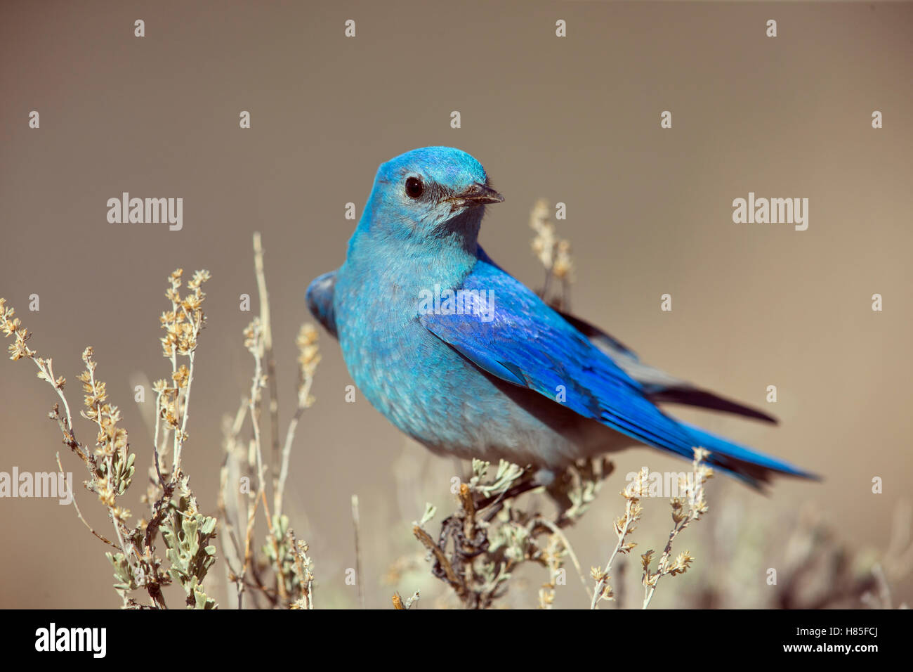 Mountain Bluebird (Sialia currucoides) male, Montana Stock Photo - Alamy