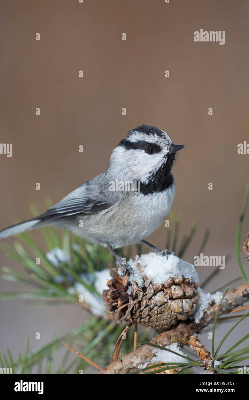 Mountain Chickadee (Poecile gambeli) in winter on pine cone, Montana Stock Photo - Alamy