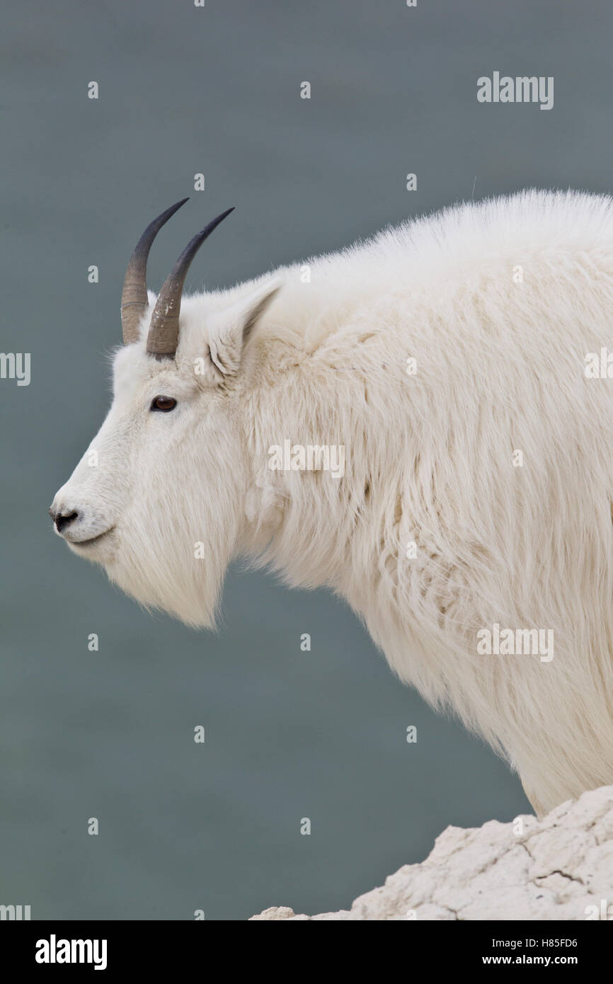 Mountain Goat (Oreamnos americanus), western Montana Stock Photo - Alamy