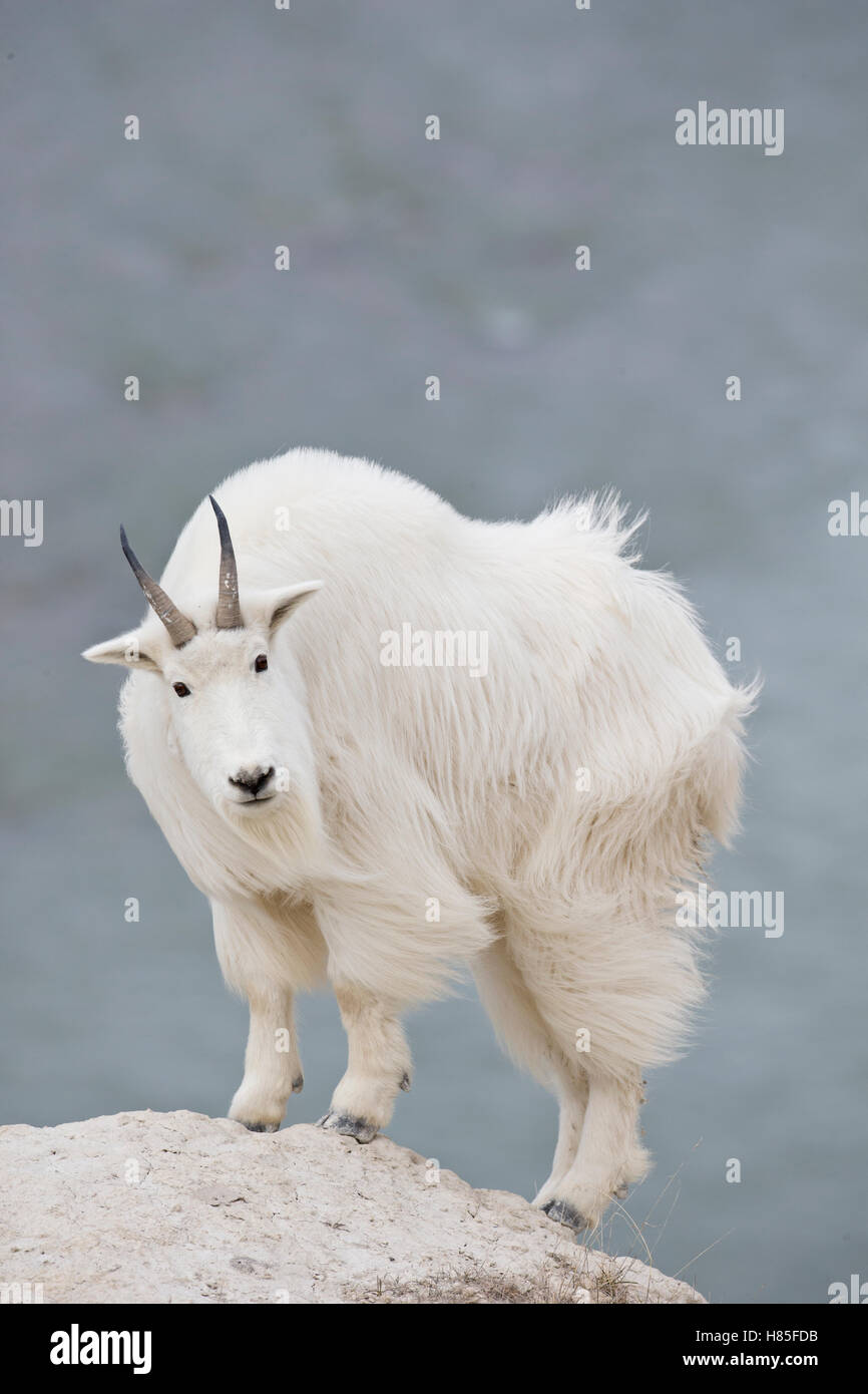 Mountain Goat (Oreamnos americanus), western Montana Stock Photo - Alamy