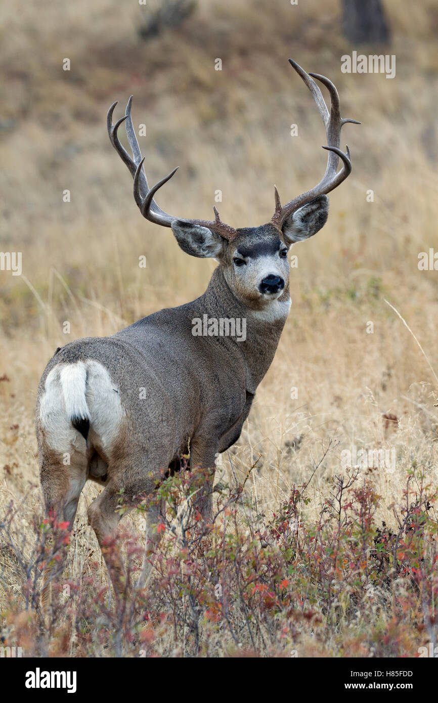 Mule Deer (Odocoileus hemionus) buck, western Montana Stock Photo - Alamy