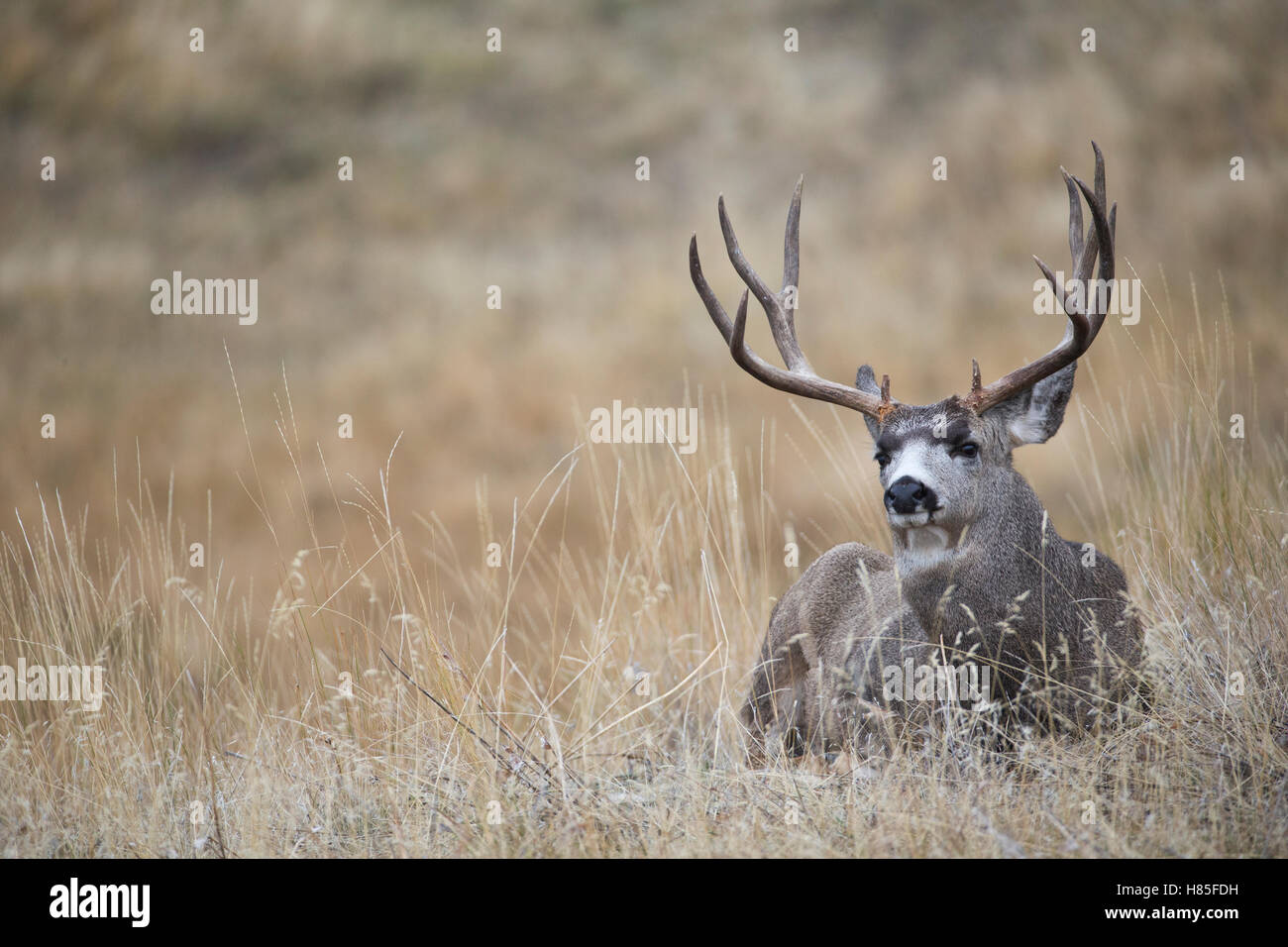 Mule Deer (Odocoileus hemionus) buck, western Montana Stock Photo - Alamy