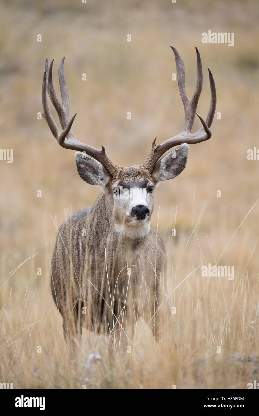 Mule Deer (Odocoileus hemionus) buck, western Montana Stock Photo - Alamy