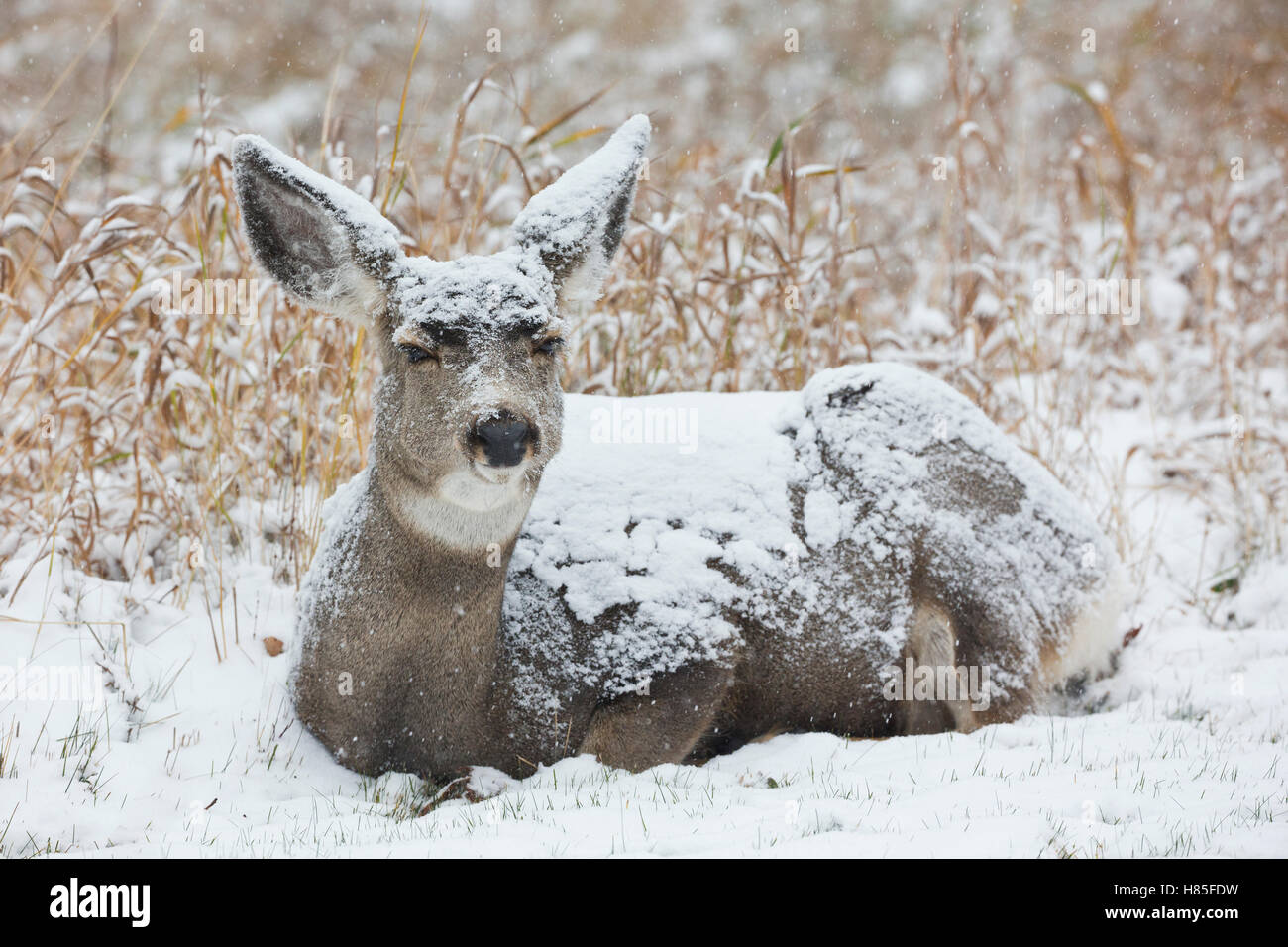 Mule Deer (Odocoileus hemionus) doe in winter, Montana Stock Photo - Alamy