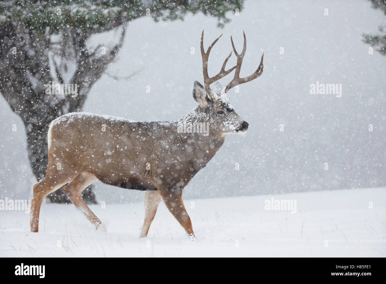 Mule Deer (Odocoileus hemionus) buck in snowfall, Montana Stock Photo ...