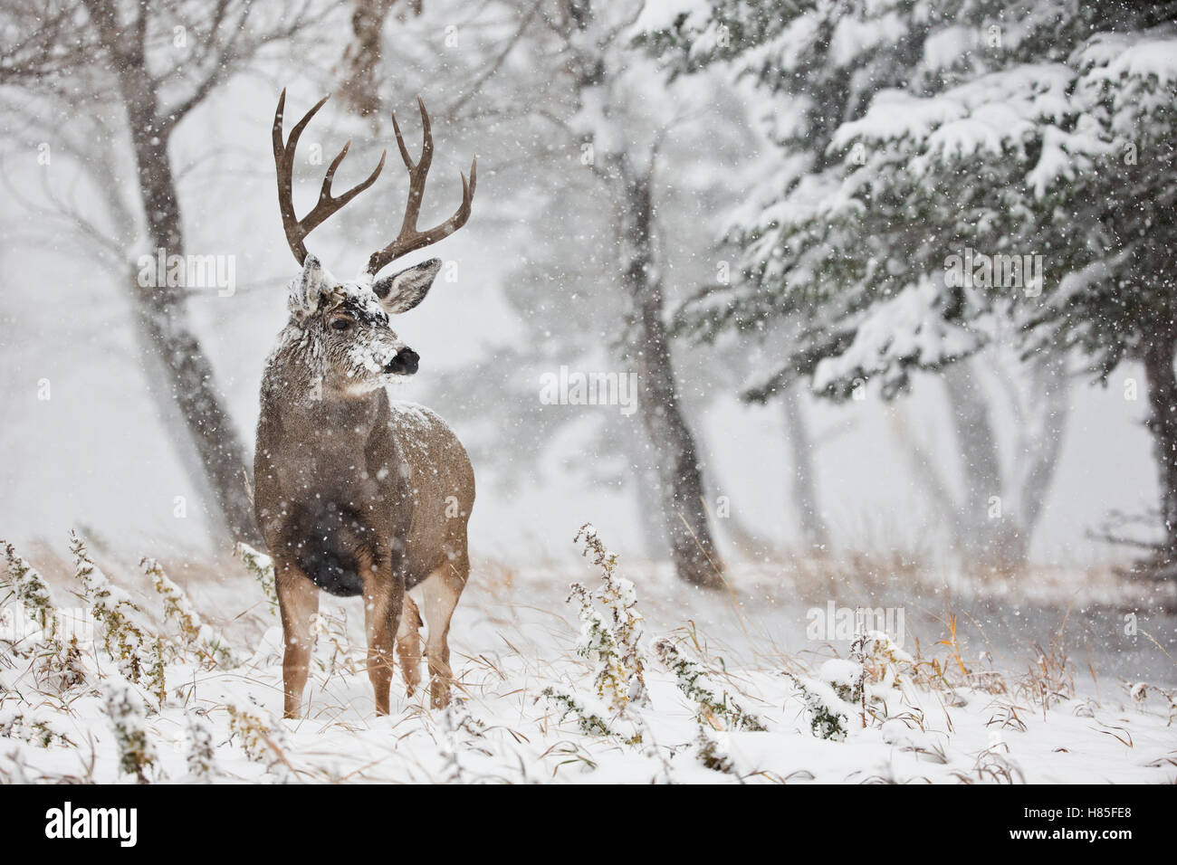 Mule Deer (Odocoileus hemionus) buck in snowfall, Montana Stock Photo ...