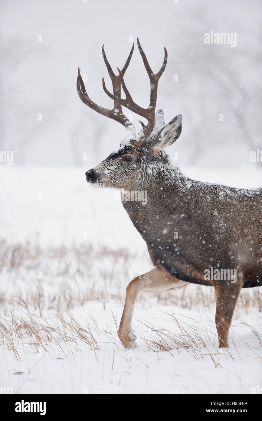 Mule Deer (Odocoileus hemionus) buck in snowfall, Montana Stock Photo ...