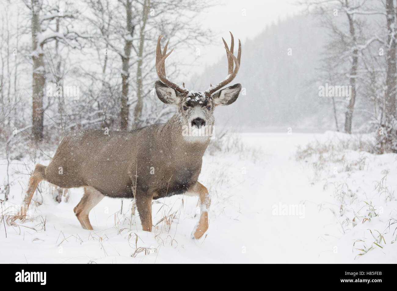 Mule Deer (Odocoileus hemionus) buck in snowfall, Montana Stock Photo ...