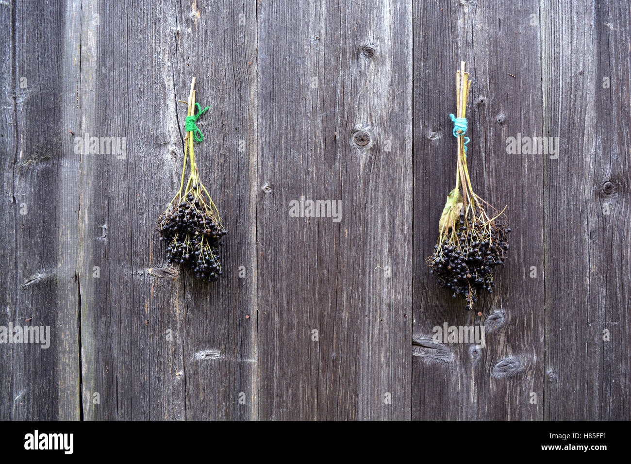 Two bunch black ripe elder berry on old wooden barn wall Stock Photo ...