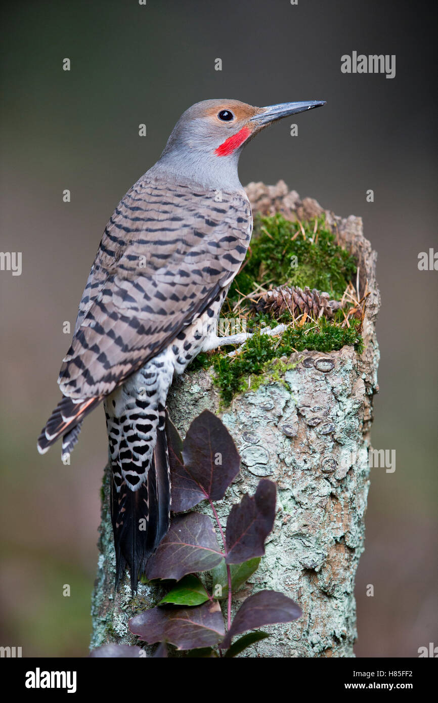 Northern Flicker (Colaptes auratus) male, Montana Stock Photo - Alamy