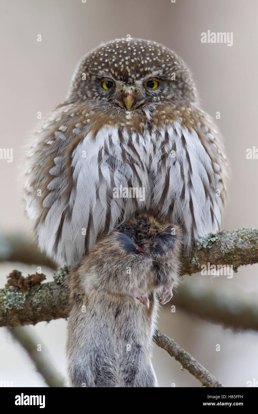 Mountain Pygmy-Owl (Glaucidium gnoma) with mouse prey, western Montana ...