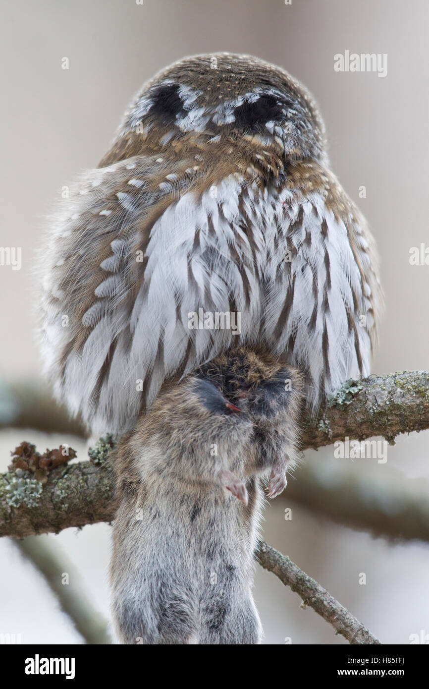 Mountain Pygmy-Owl (Glaucidium gnoma) with mouse prey with head turned ...
