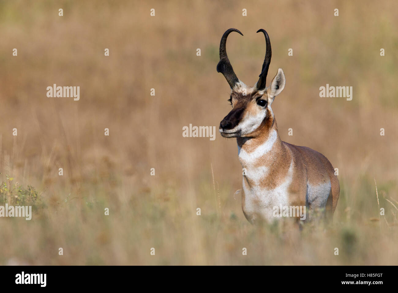 Pronghorn Antelope (Antilocapra americana) buck, North America Stock ...