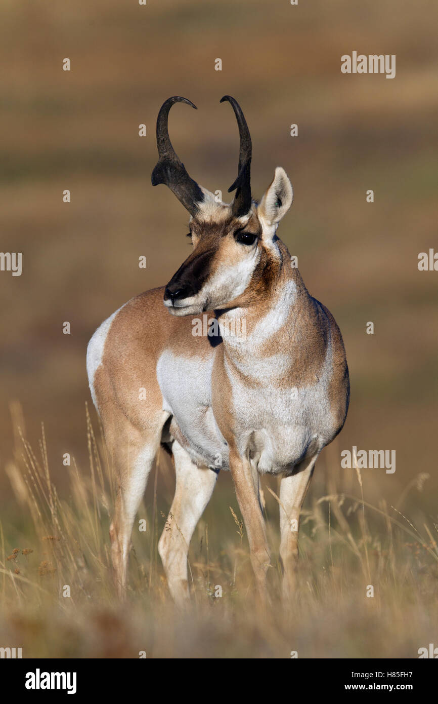 Pronghorn Antelope (Antilocapra americana) buck, western Montana Stock ...