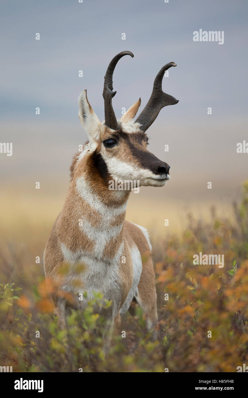 Pronghorn Antelope (Antilocapra americana) buck, western Montana Stock ...