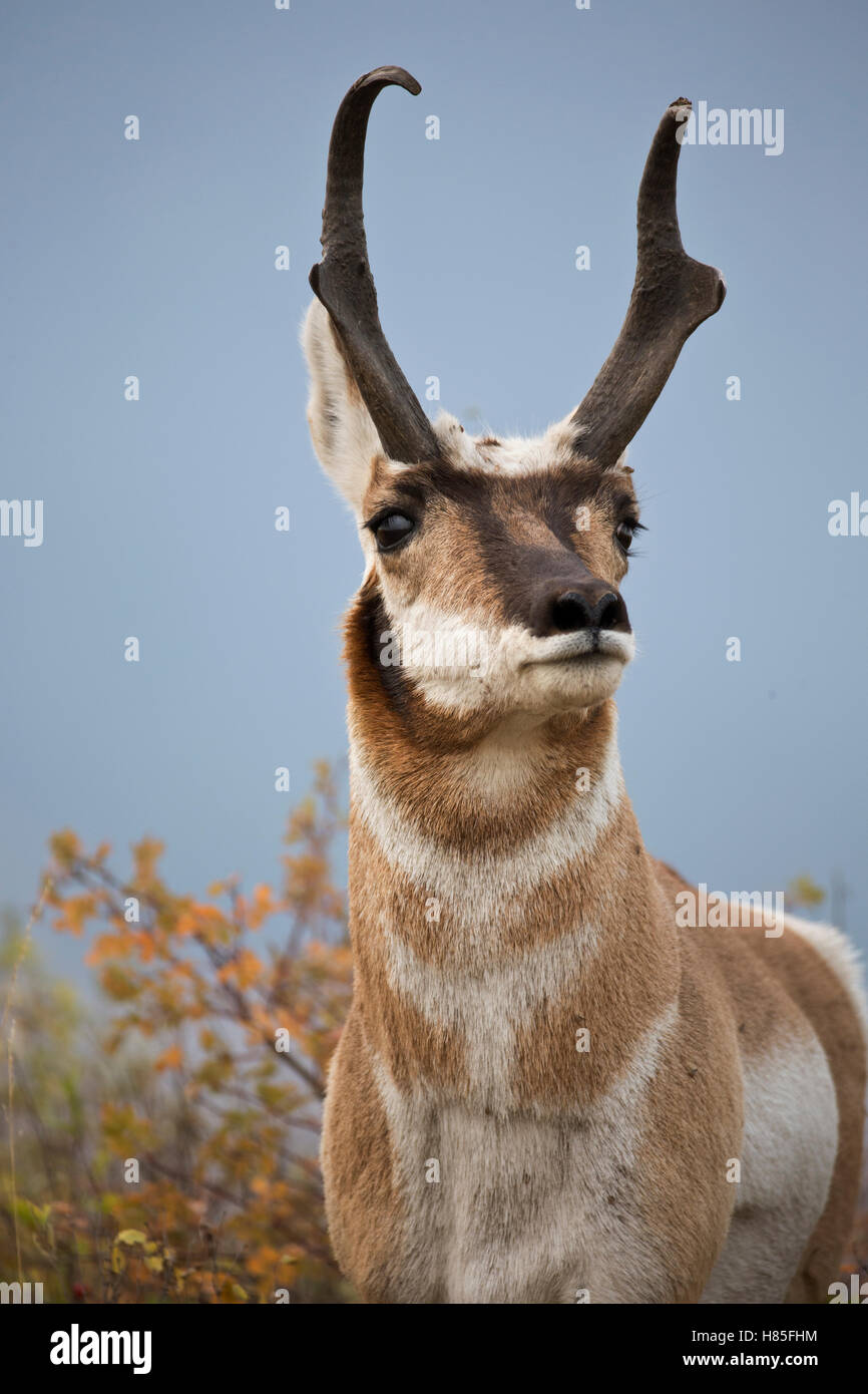Pronghorn Antelope (Antilocapra americana) buck, western Montana Stock ...