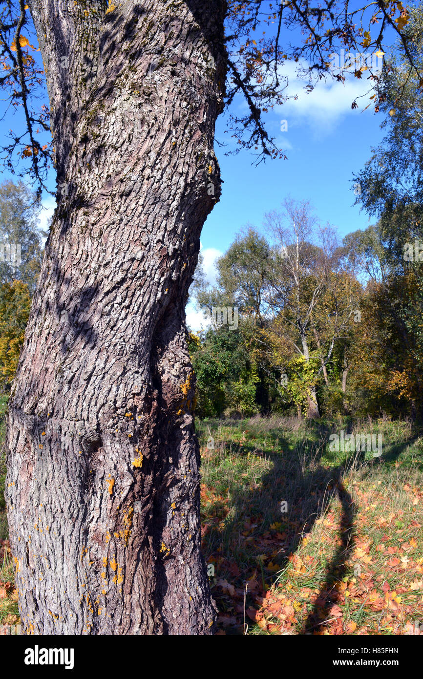 Autumn maple tree trunk and shadow on meadow Stock Photo - Alamy