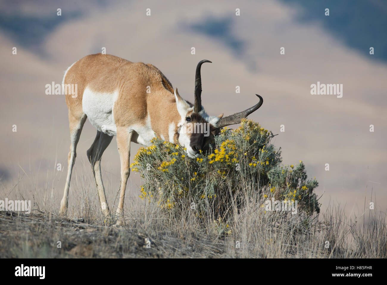 Pronghorn Antelope (Antilocapra americana) buck rubbing bush, western ...