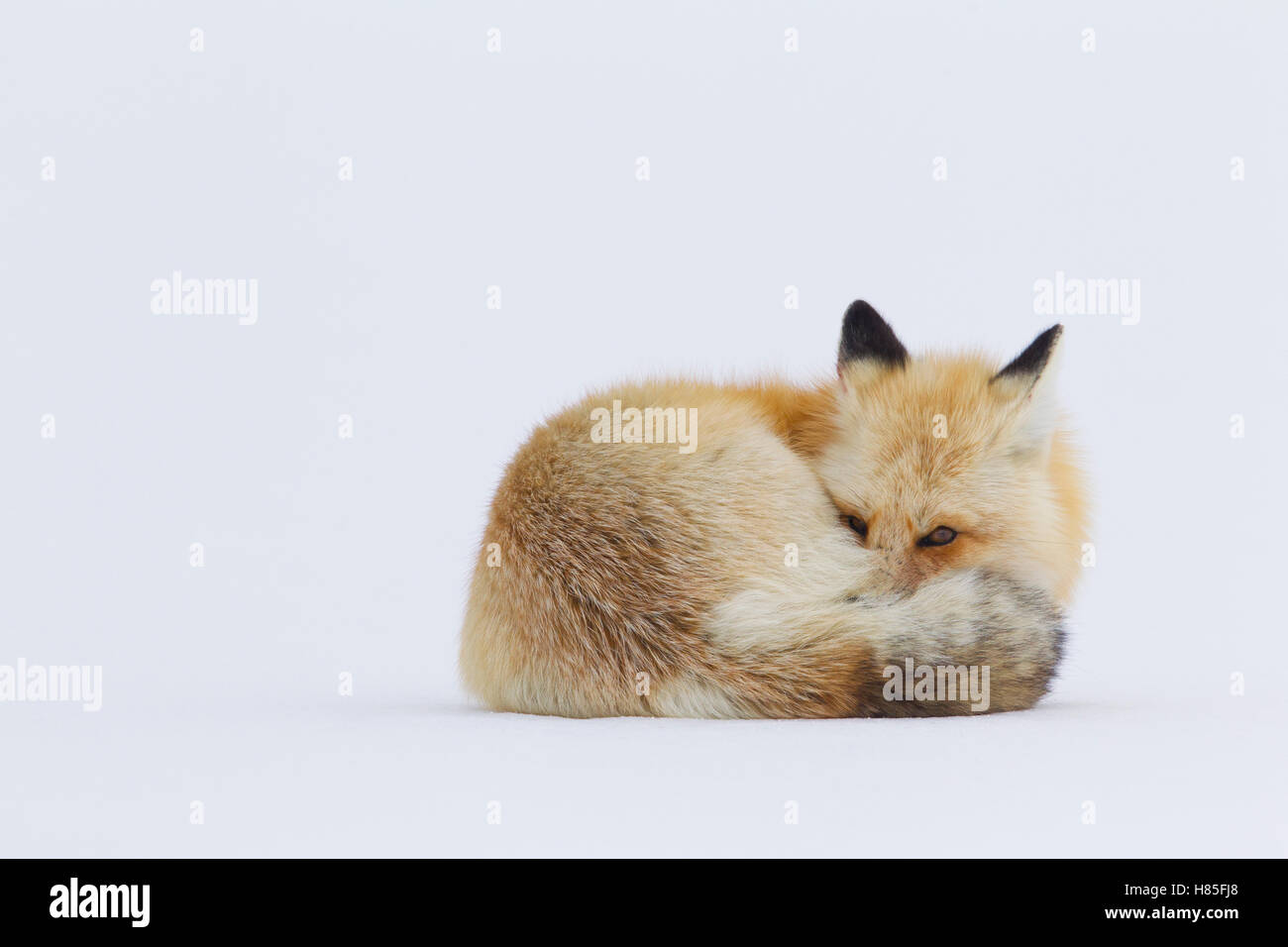 Red Fox (Vulpes vulpes) curled up in snow, Yellowstone National Park ...