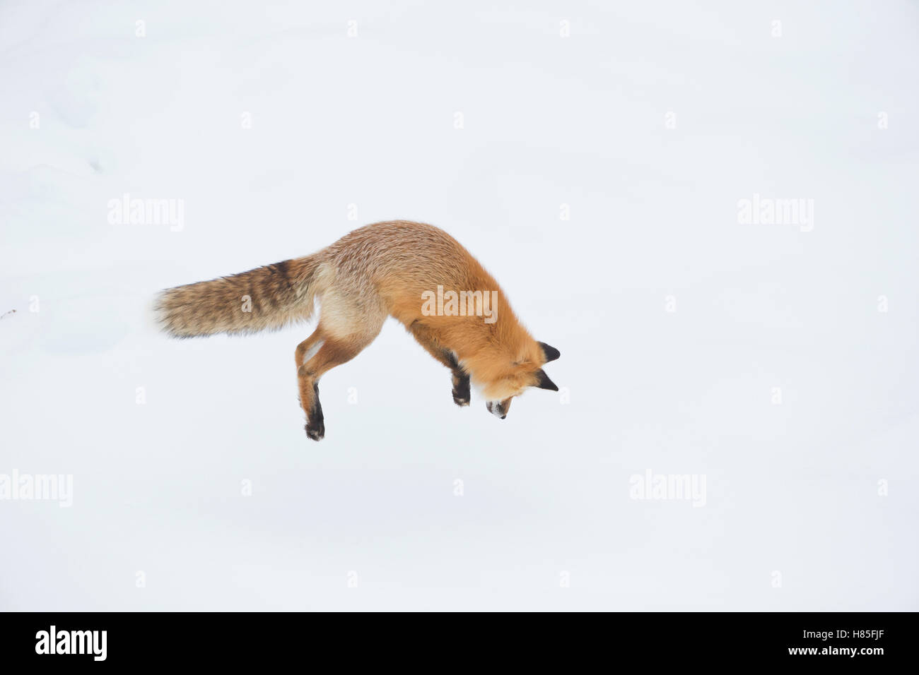 Red Fox (Vulpes vulpes) hunting vole in winter, Yellowstone National ...
