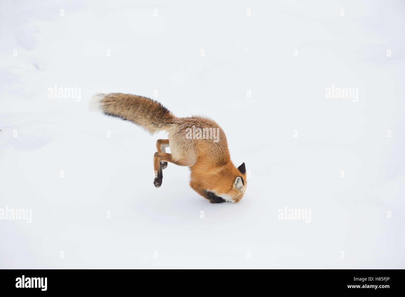 Fox pouncing hi-res stock photography and images - Alamy