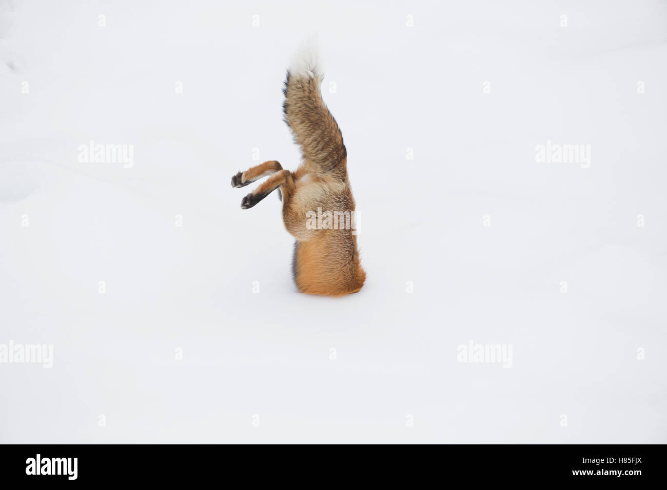 Red Fox (Vulpes vulpes) hunting vole in winter, Yellowstone National ...