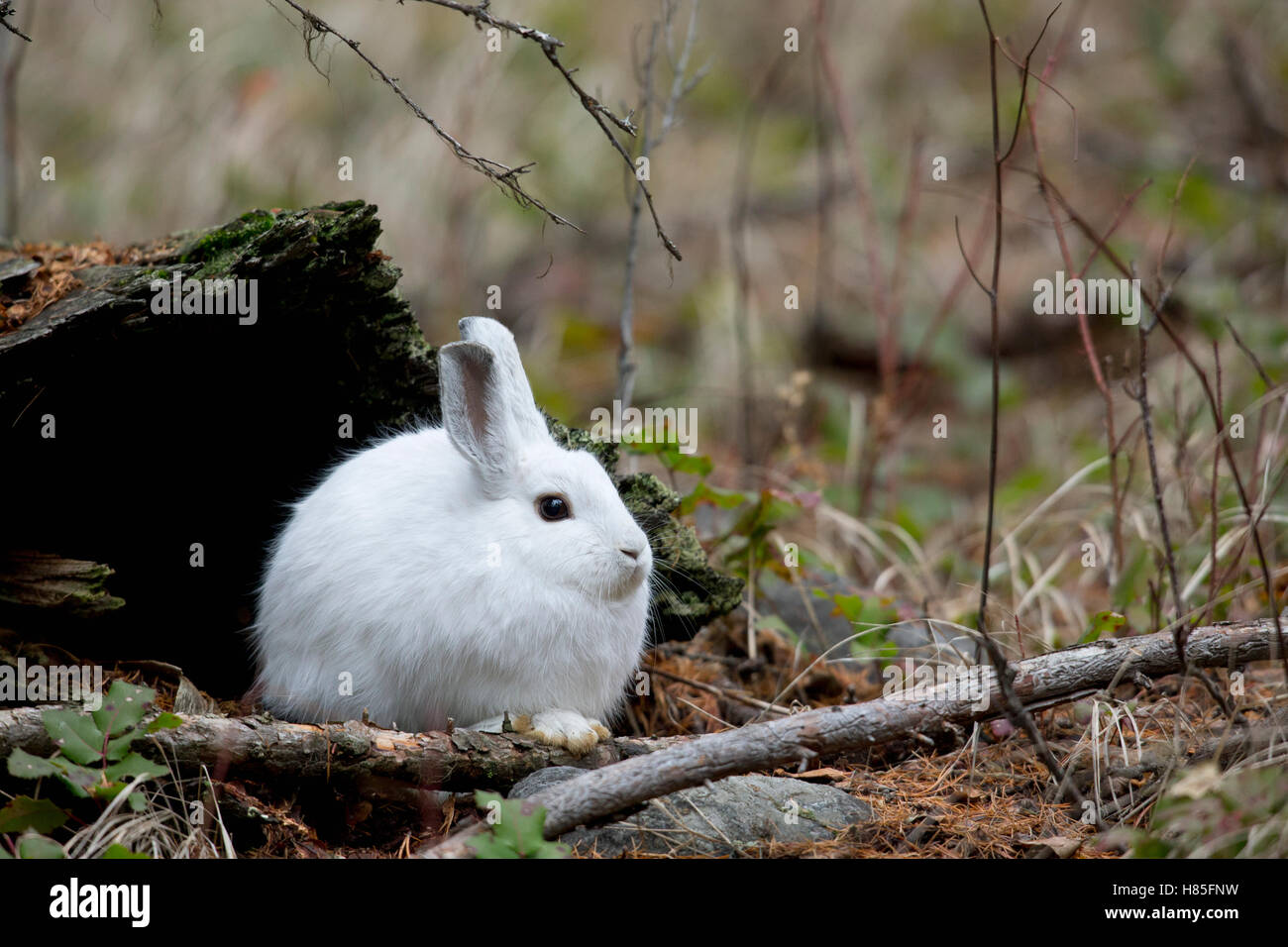 Snowshoe Hare (Lepus americanus) in winter coat, western Montana Stock ...