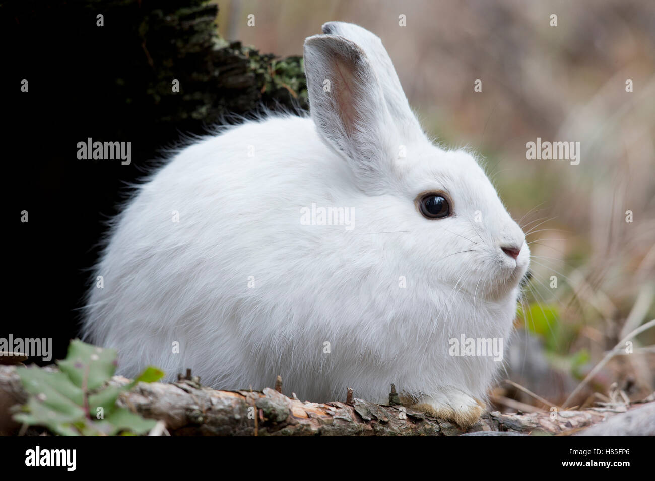 Snowshoe Hare (Lepus americanus) in winter coat, western Montana Stock ...