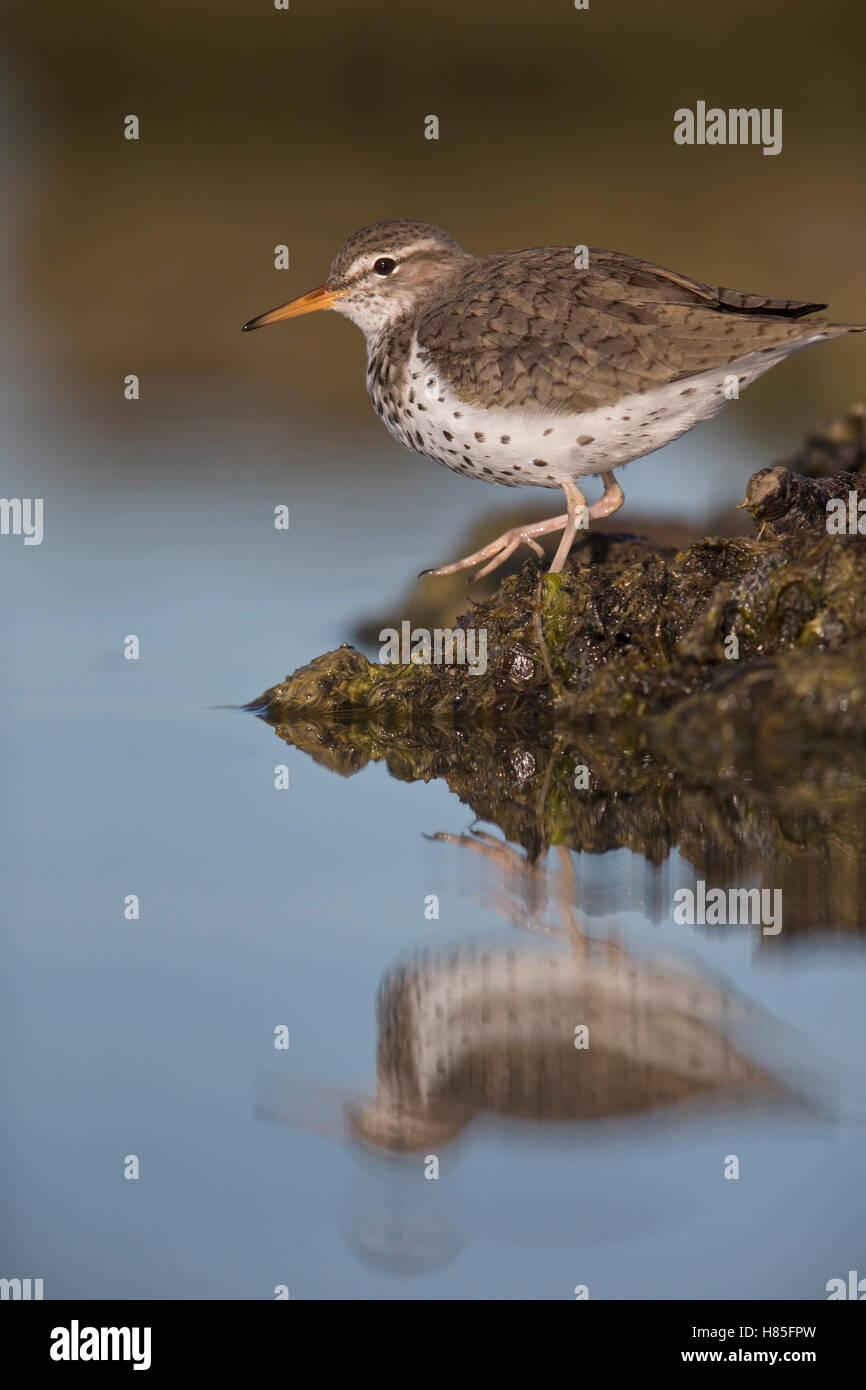 Spotted Sandpiper (Tringa macularia), Montana Stock Photo - Alamy