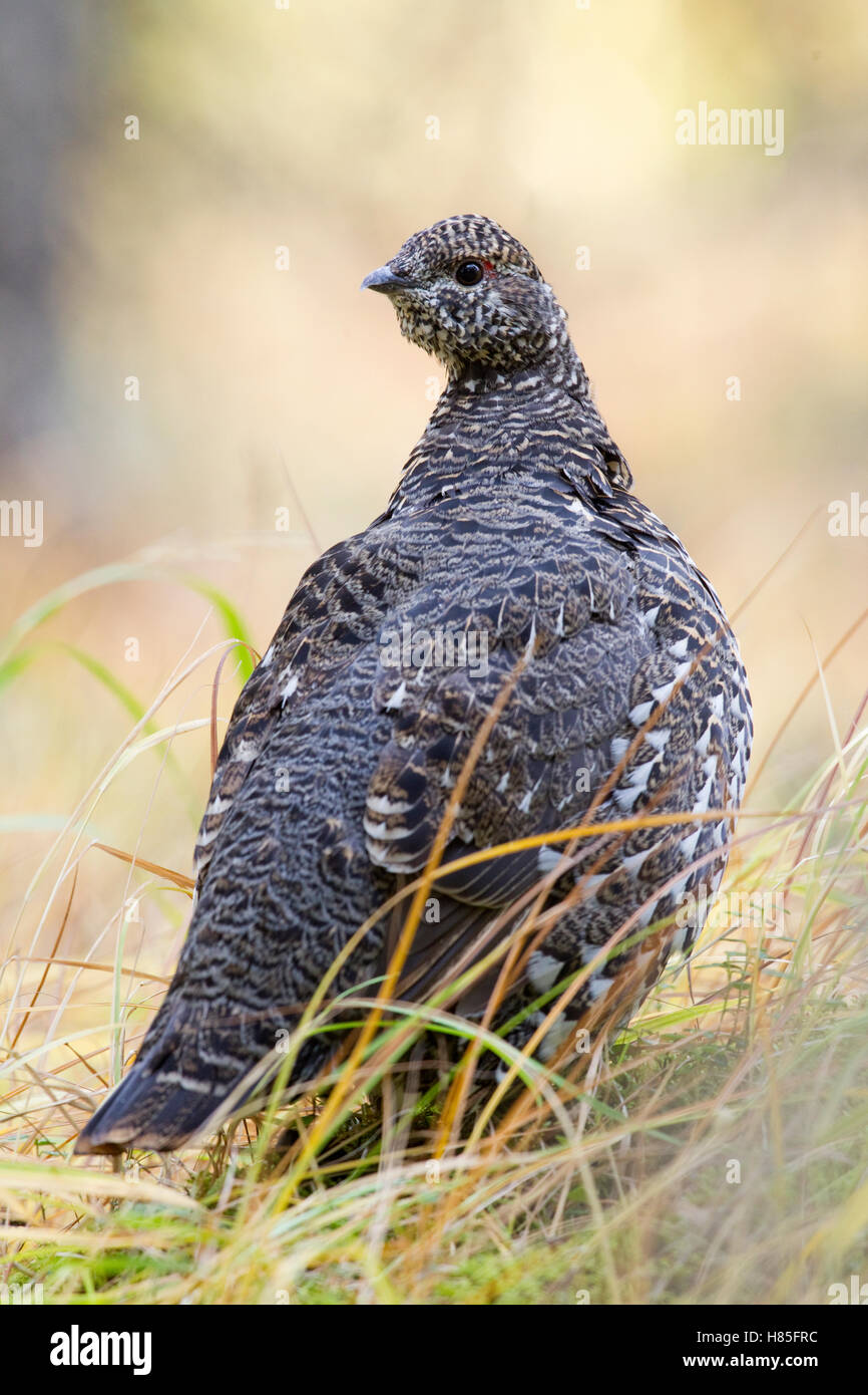 Spruce Grouse (Falcipennis canadensis) female, western Montana Stock ...