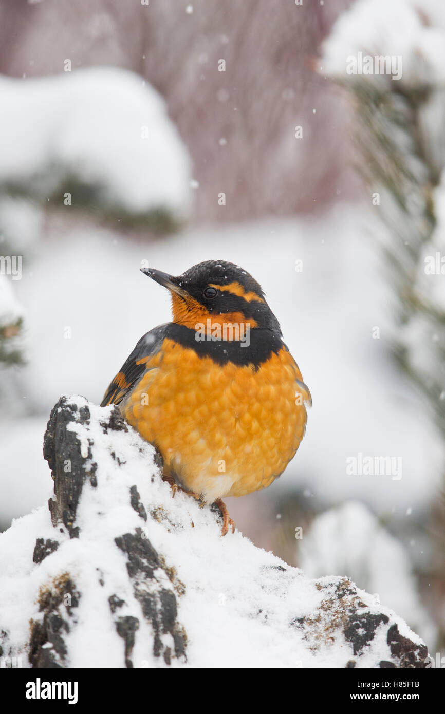Varied Thrush (Ixoreus naevius) male in snowfall, Montana Stock Photo ...