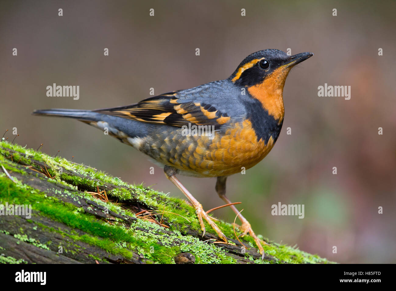 Varied Thrush (Ixoreus naevius) male, Montana Stock Photo - Alamy