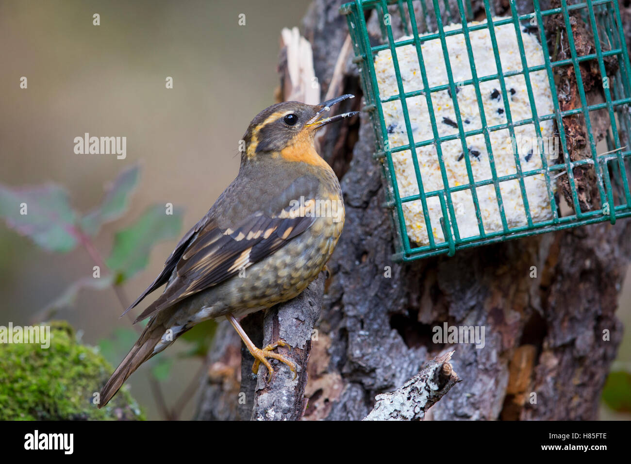 Varied Thrush (Ixoreus naevius) female at suet feeder, Montana Stock ...