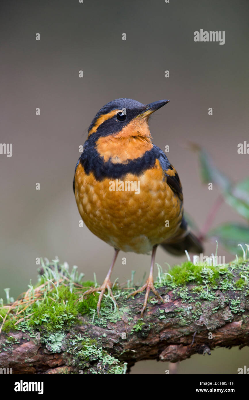 Varied Thrush (Ixoreus naevius) male, Montana Stock Photo - Alamy