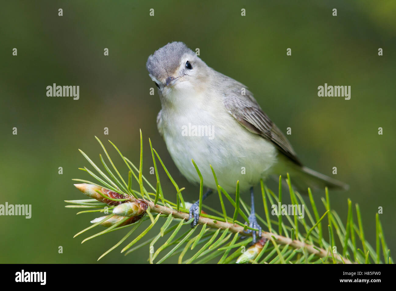 Eastern Warbling-Vireo (Vireo gilvus), Montana Stock Photo - Alamy