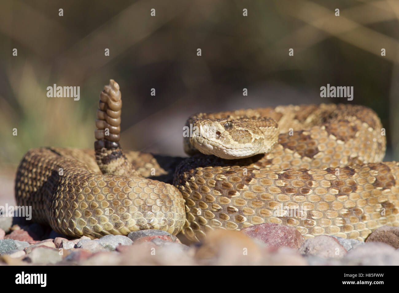 Western Rattlesnake (Crotalus viridis) rattling tail, western Montana ...
