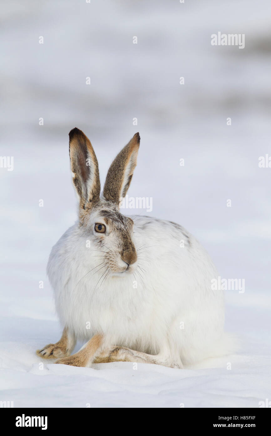White-tailed Jack Rabbit (Lepus townsendii) in winter, central Montana ...